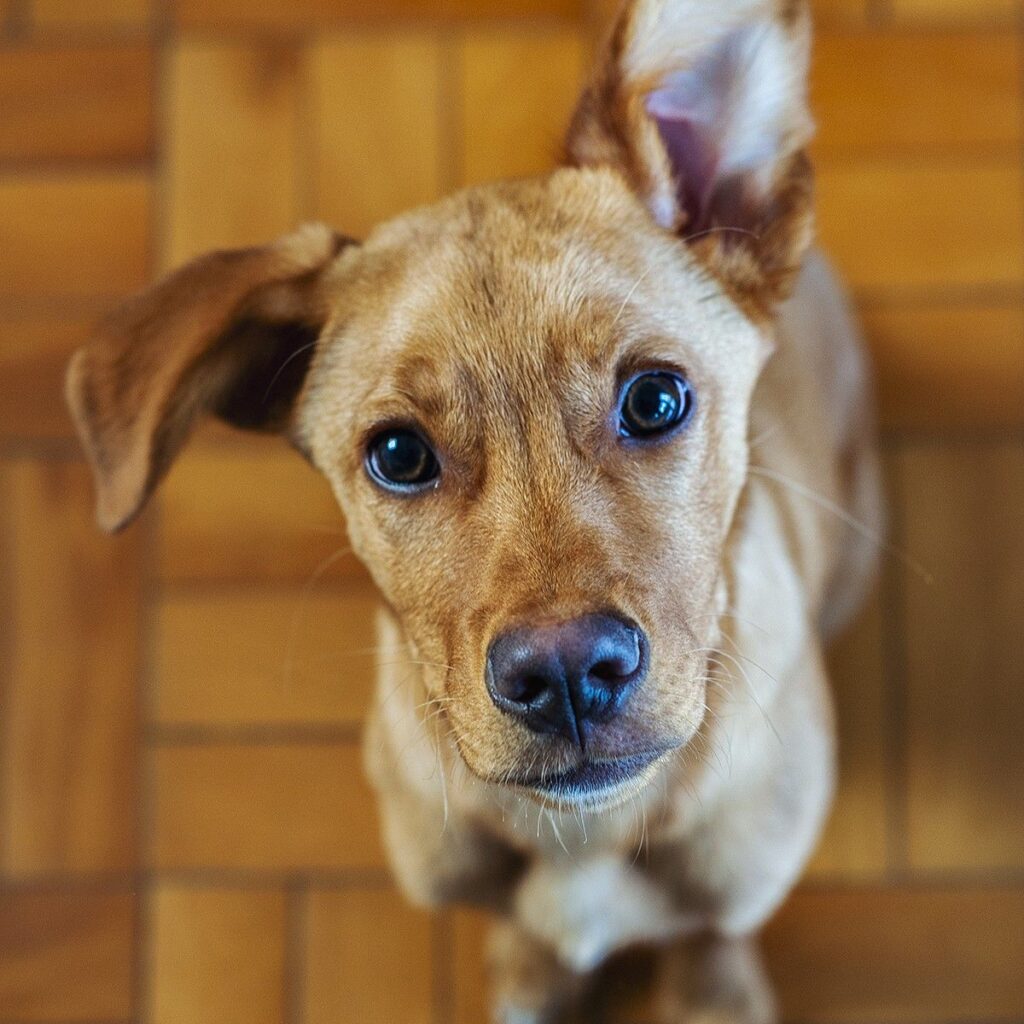 Dia do Vira-Lata Caramelo: conheça a história do cachorro mais famoso ...